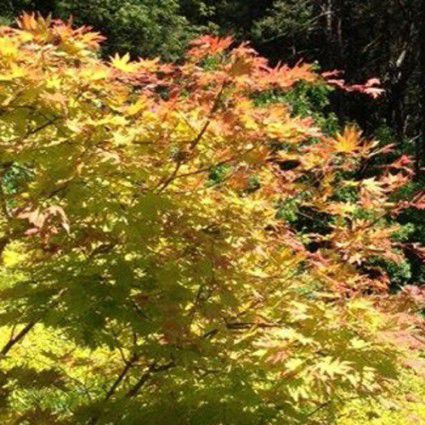 Deciduous tree - AUTUMN MOON - Avant gardens