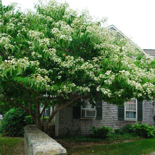 Deciduous tree - HEPTACODIUM MICONOIDES - Avant gardens