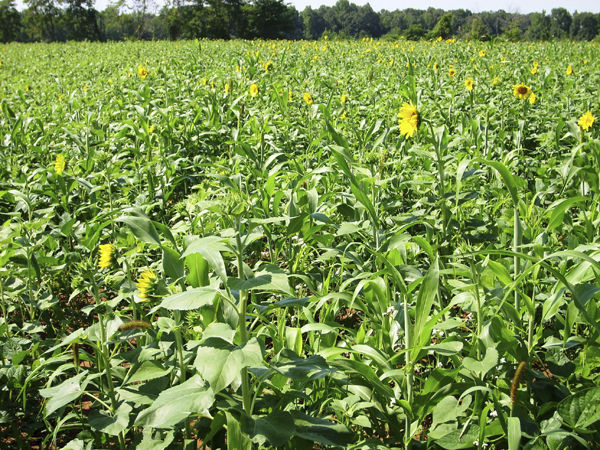 Forage mixture - Wingmaster Game Bird Mix - pennington - for animal feed