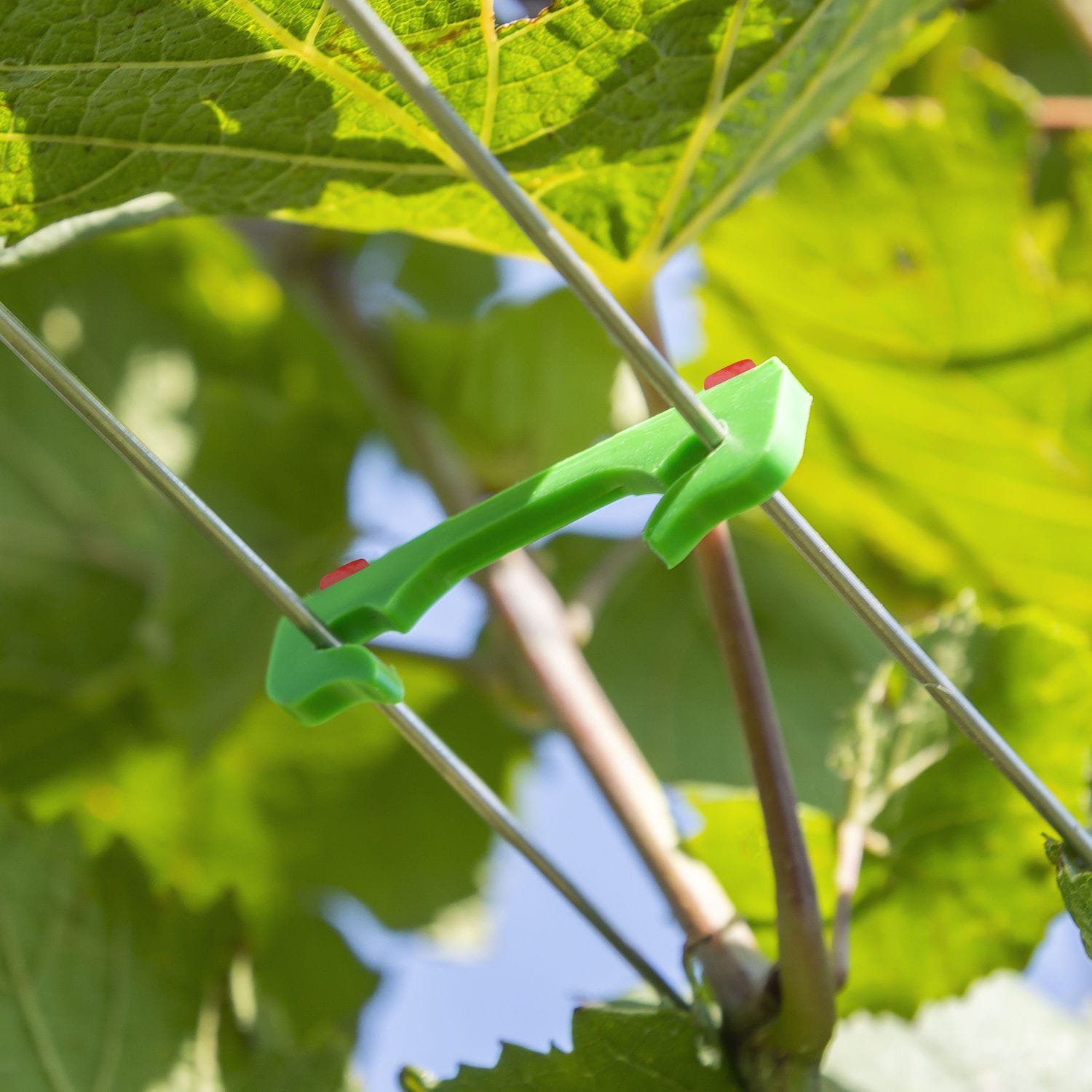 Biodegradable fence staple - BGR035B - LaCruz S.r.l. - vineyard