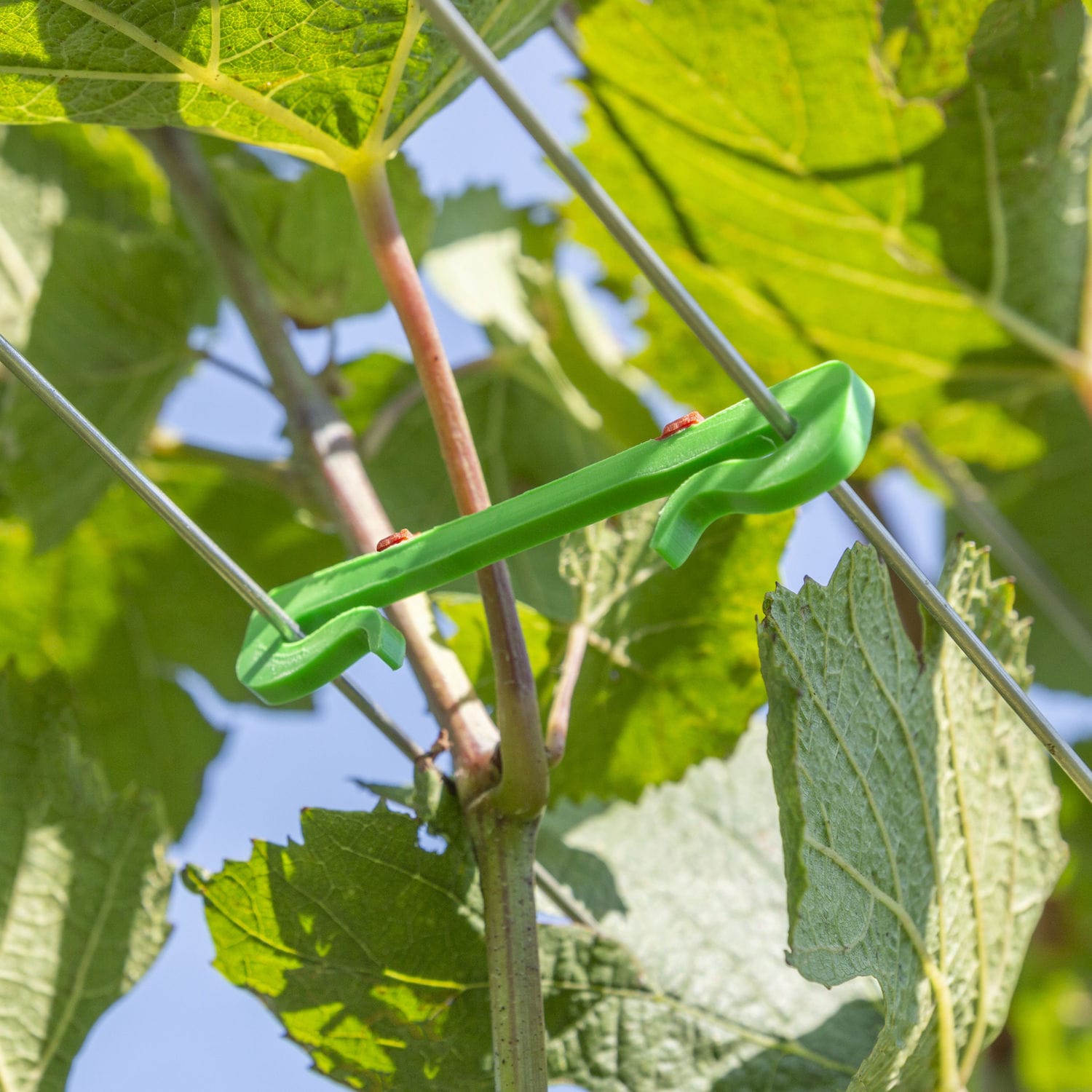 Biodegradable fence staple - BGR063B - LaCruz S.r.l. - vineyard