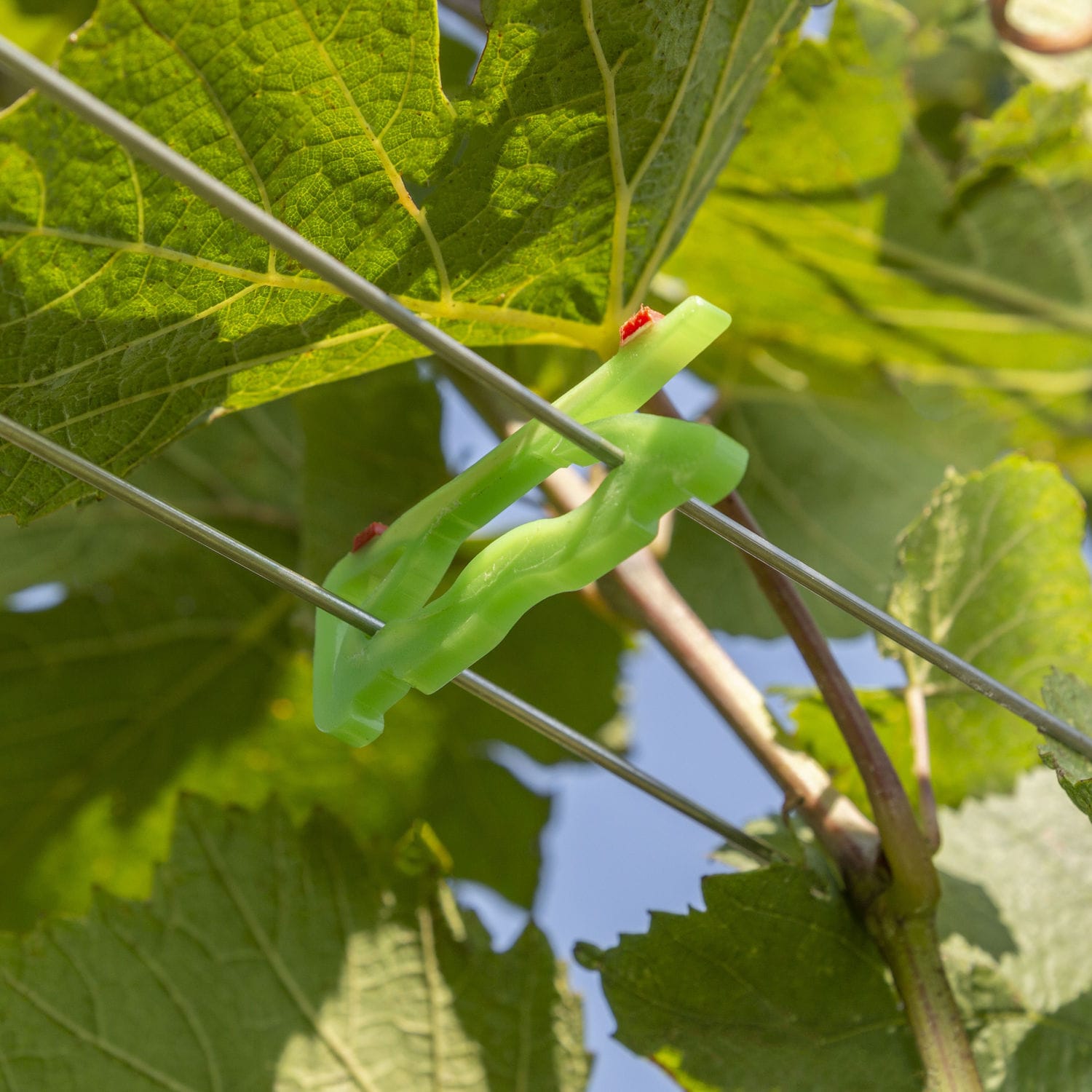 Biodegradable fence staple - BGRT50B - LaCruz S.r.l. - vineyard