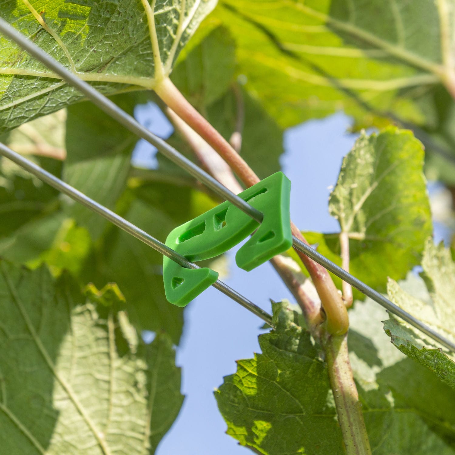 Biodegradable fence staple - SGRCIAB - LaCruz S.r.l. - vineyard