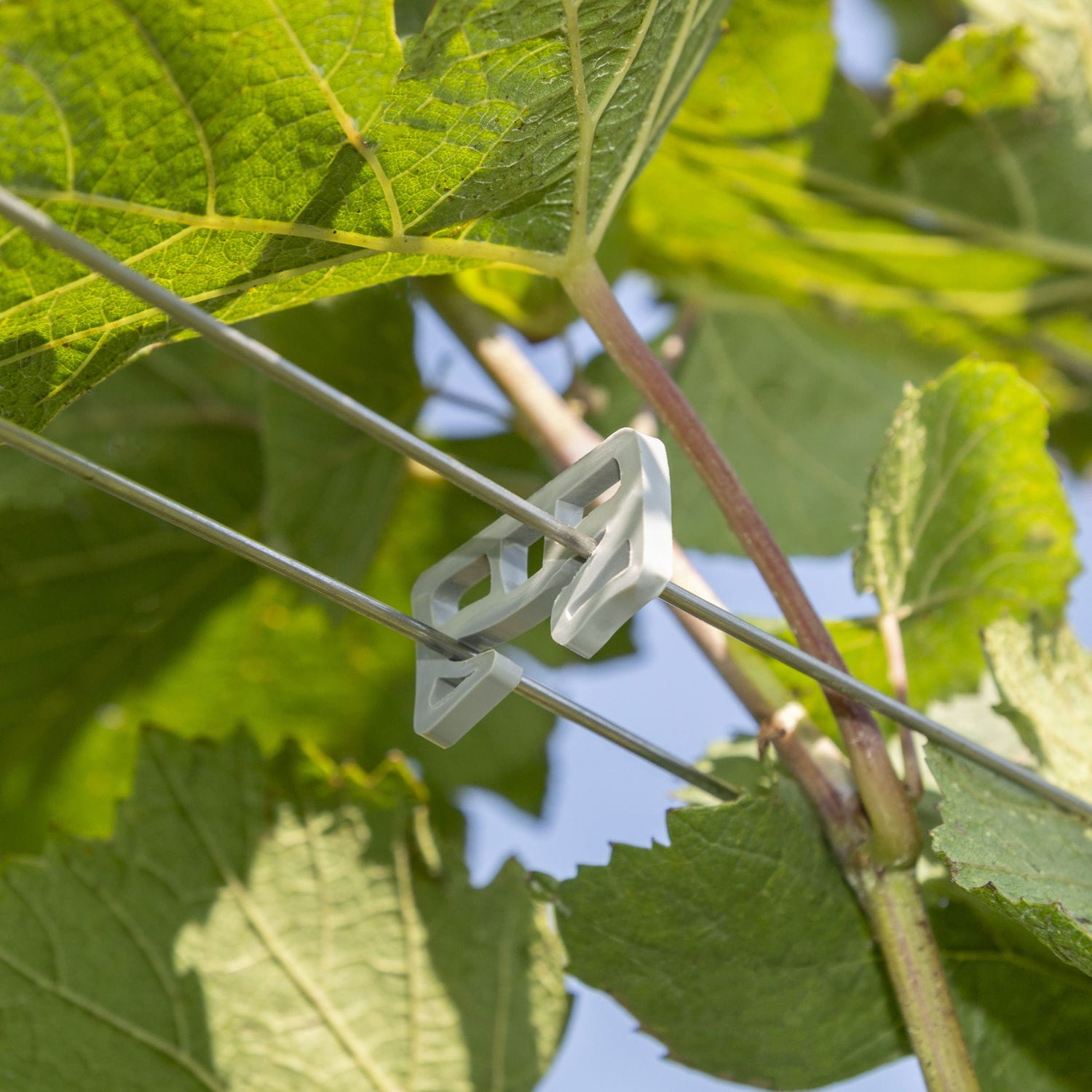 Vineyard fence staple - SGRCICN - LaCruz S.r.l.