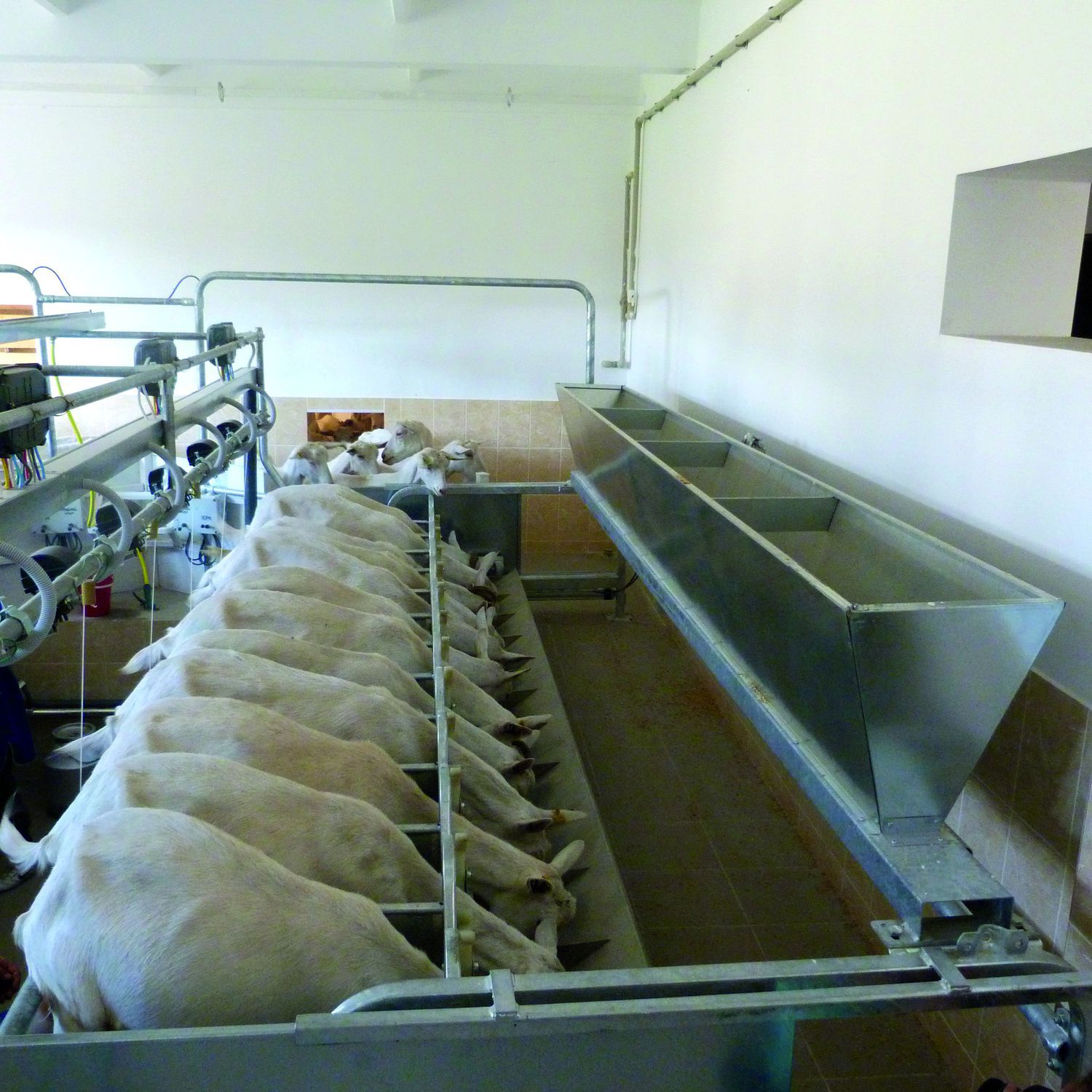 Goat milking parlour - Milkline NG SpA - for sheep / parallel / rapid exit