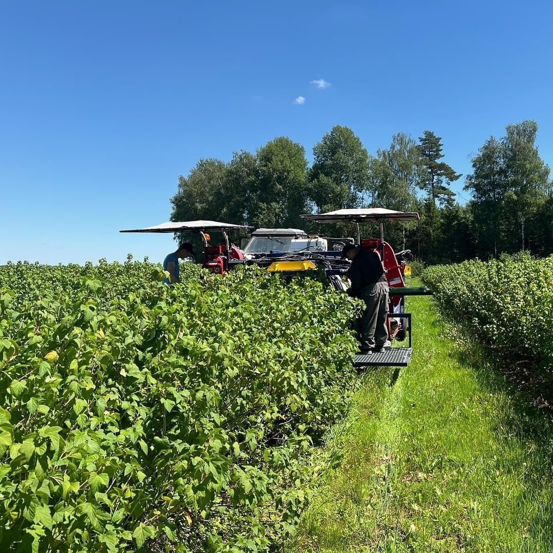 Raspberry Harvester Machine Oskar A01 Jagoda Jps Agromachines
