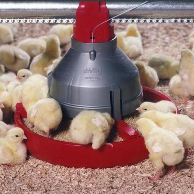 Poultry pan feeder - H2™ Plus - choretime - plastic / multi-access