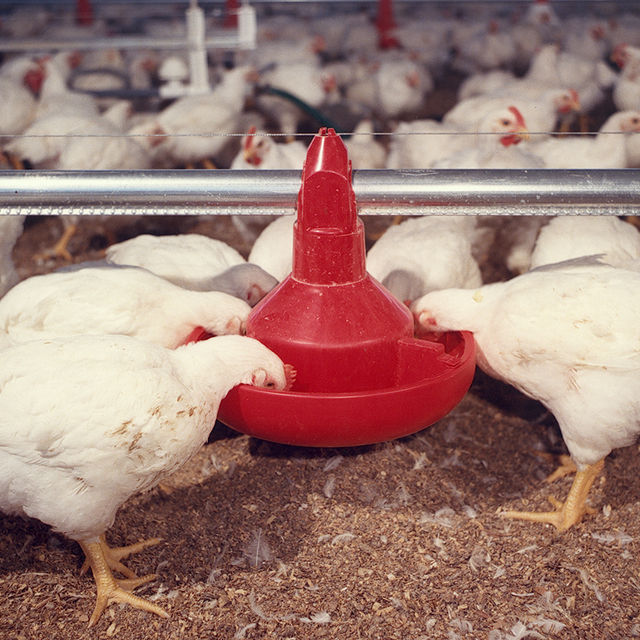 Poultry pan feeder - H2™ - choretime - plastic / multi-access