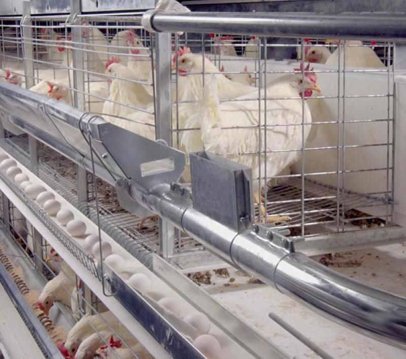 Pullet farming system - MMB™ - choretime