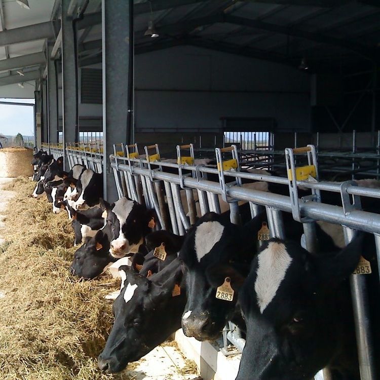 Cows headlock - agromaster - self-locking / tubular