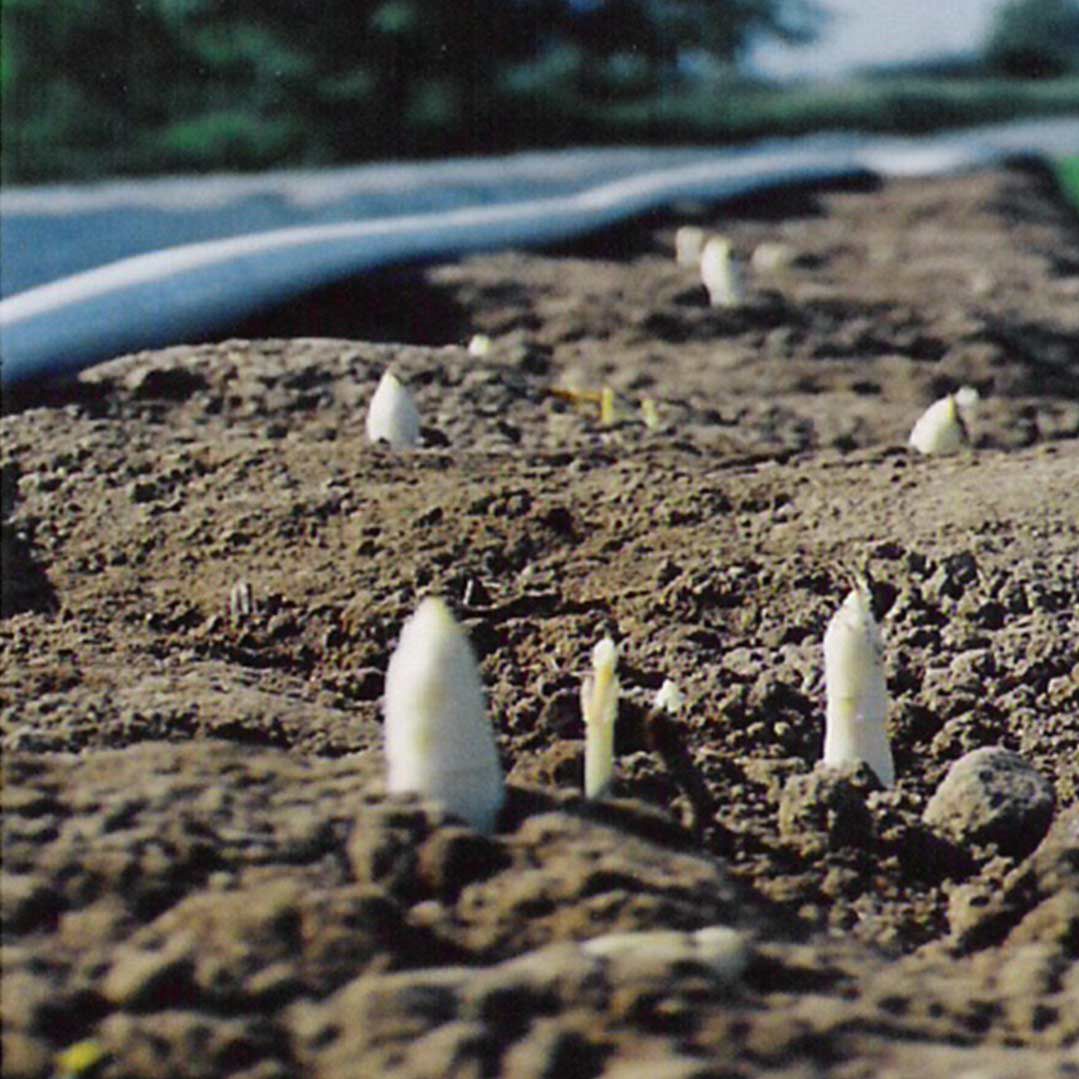 Soil cover sheeting - Dalin Pocket - daiosplastics - plastic / perforated