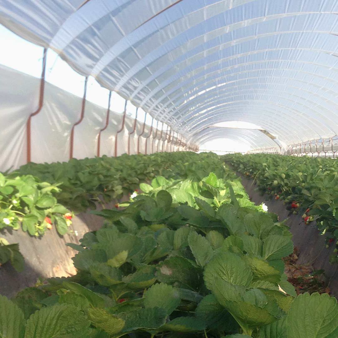 Tunnel sheeting - daiosplastics - weed control / plastic / perforated