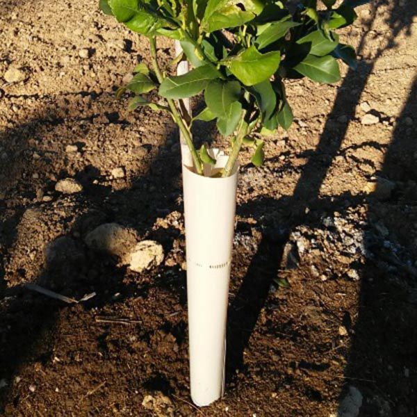 Arboriculture grow tube - PN27-10xxR - PACKNET AMBALAJ - vineyard ...