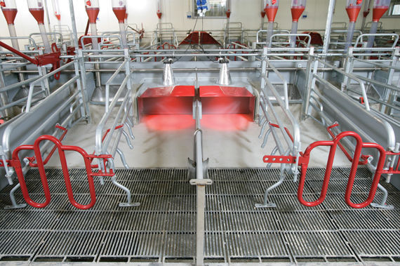 Anti-crush protection farrowing stall - INN-0-CRATE - Qingdao Chima ...