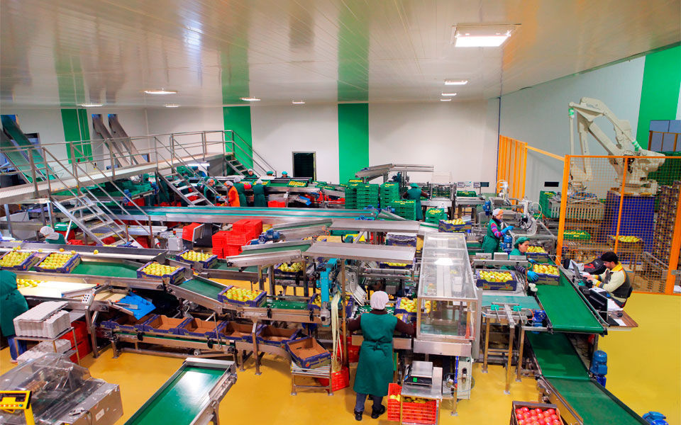 Fruit packing machine - CALIBRAFRUTA LDA - automatic / robotic / with ...