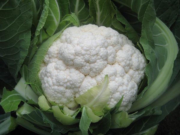 Medium early cauliflower seed - Fiero F1 - CORA SEEDS srl - annual / autumn