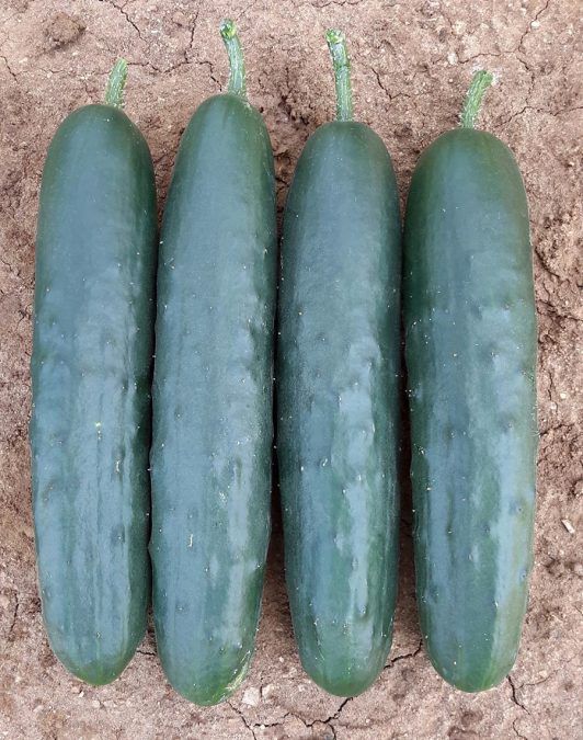 Medium cucumber seed - Clever F1 - CORA SEEDS srl - annual / spring / green