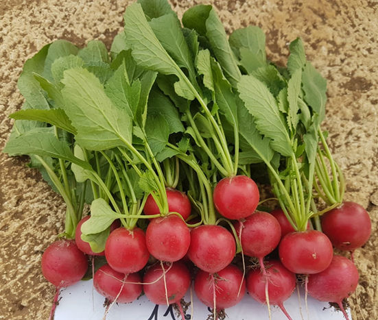 Yellow-dwarf resistant radish seed - CRX 116 F1 - CORA SEEDS srl - leaf ...