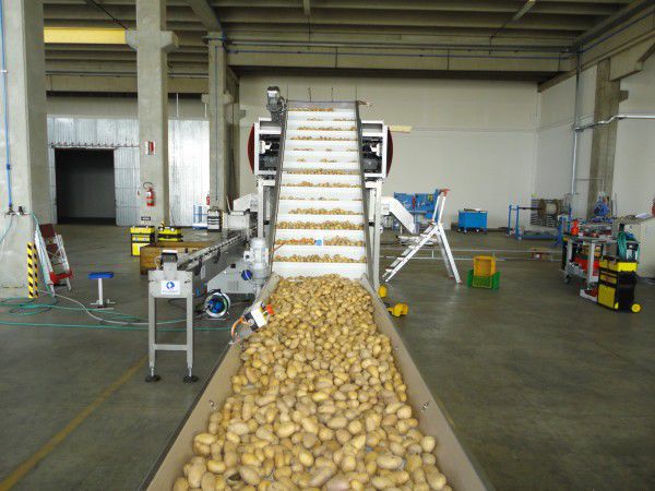 Crop weighing system - Elisam s.r.l. - digital / automatic / multihead