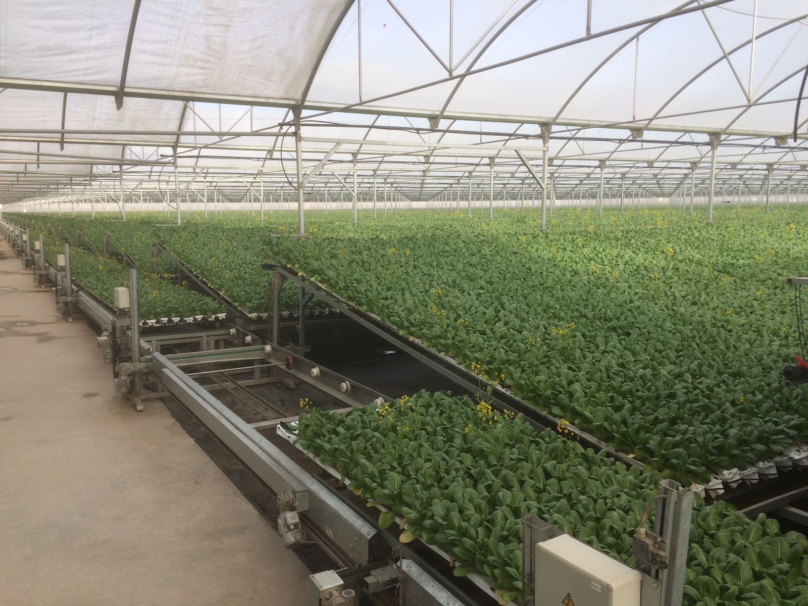 Automated soilless system - NEW GROWING SYSTEM S.L. - for leaf crops