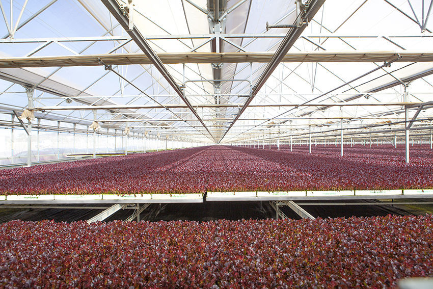 Automated soilless system - NEW GROWING SYSTEM S.L. - for baby leaf crops