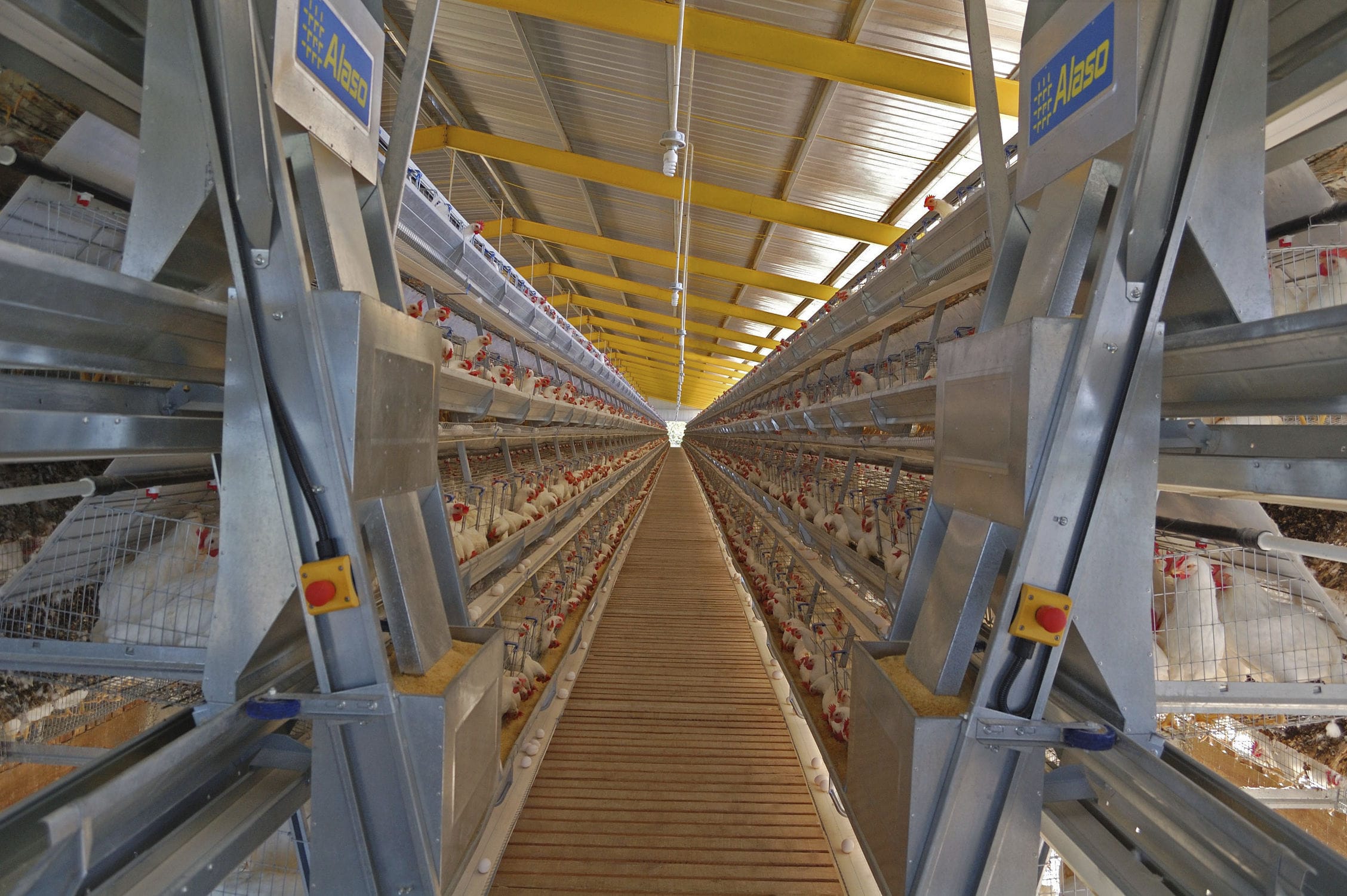 Pullet farming system - LA240 - Alaso