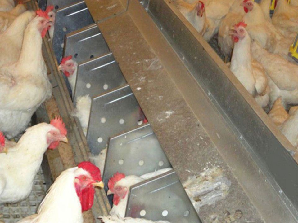 Layer poultry nest - cnbaichen - broiler / with egg belts / with ...