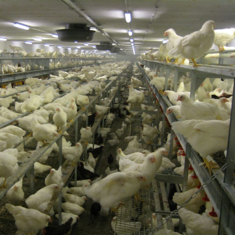 Layer hen aviary system - All-In-One - Salmet - multi-tier / indoor