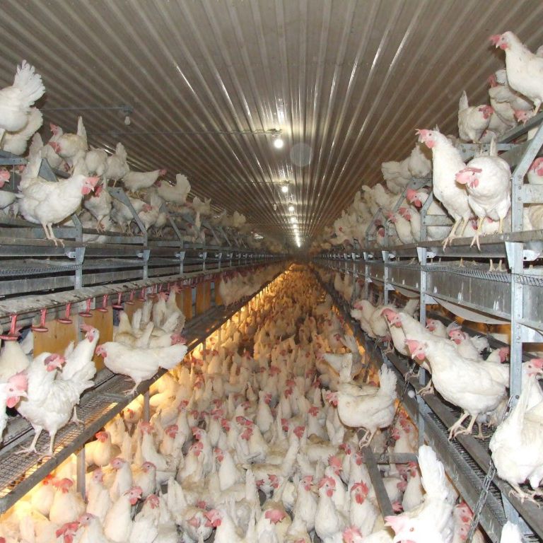 Layer hen aviary system - Combi - Salmet - multi-tier / indoor