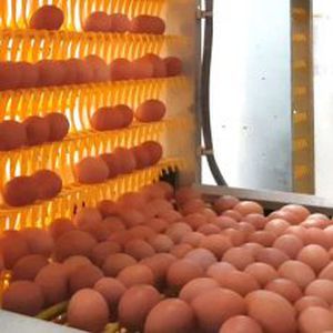 Multi-tier egg collection system - ONDA - VALLI S.r.l - vertical collector