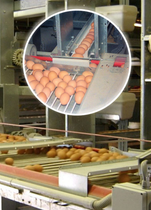 Multi-tier egg collection system - LIFTER - VALLI S.r.l