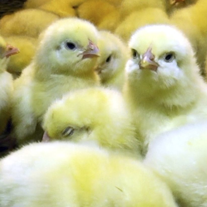 Multi-tier broiler rearing cage - Broiler Best - VALLI S.r.l - with ...