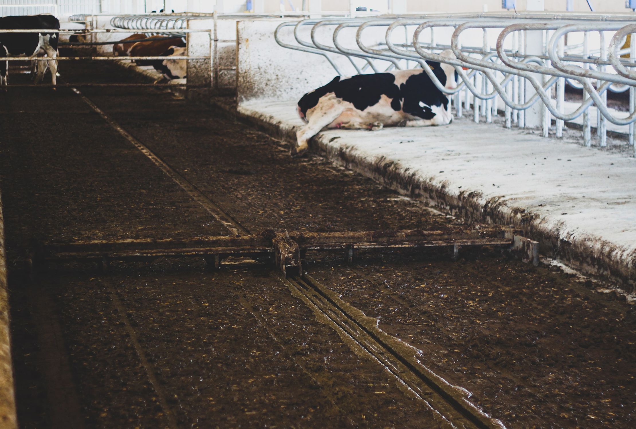 Rope manure scraper - HDS45 - ALSAC MAKINE - straight / hydraulic