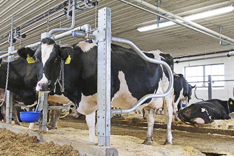 Heifer cow cubicle - Sturdy Built Manufacturing,LLC - galvanized