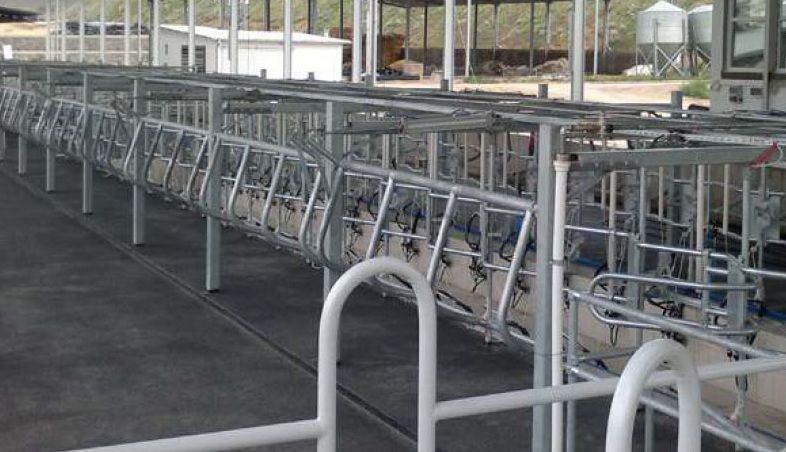 Cow milking parlor - NARAS Makina AŞ - herringbone / rapid exit