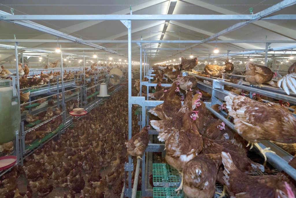 Layer hen aviary system - ZUCAMI POULTRY EQUIPMENT S.L.U - multi-tier