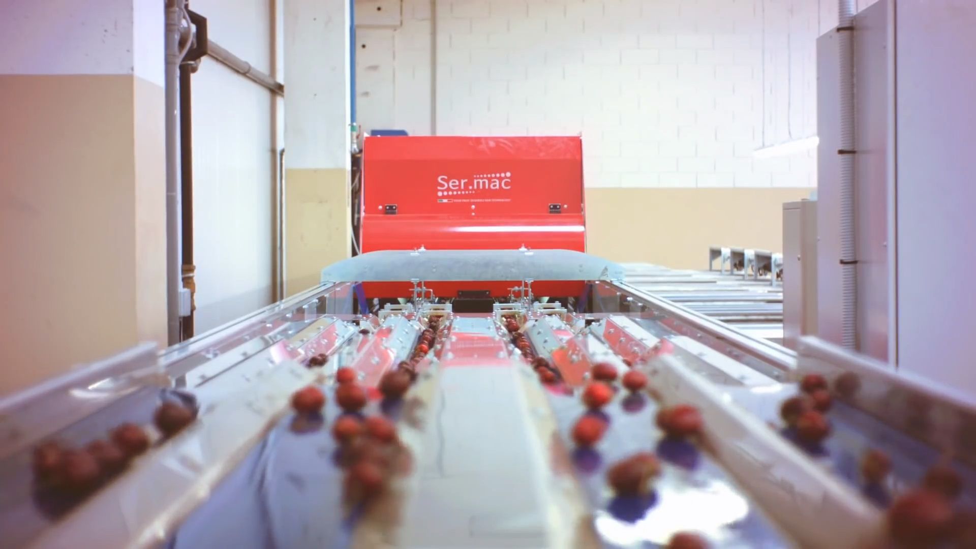 Cherry sorting machine - Quadra Machinery - optical