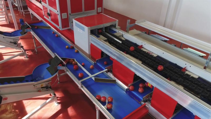 Pomegranate sorting machine - Quadra Machinery - optical
