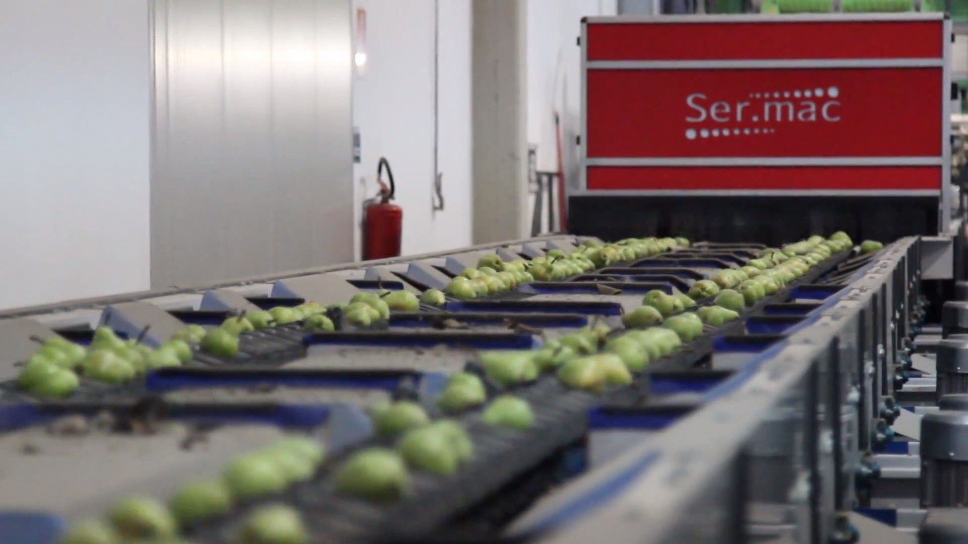 Fruit sorting machine - Quadra Machinery - optical / automatic