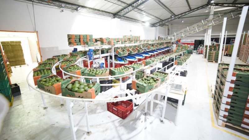Avocado sorting machine - Quadra Machinery - optical