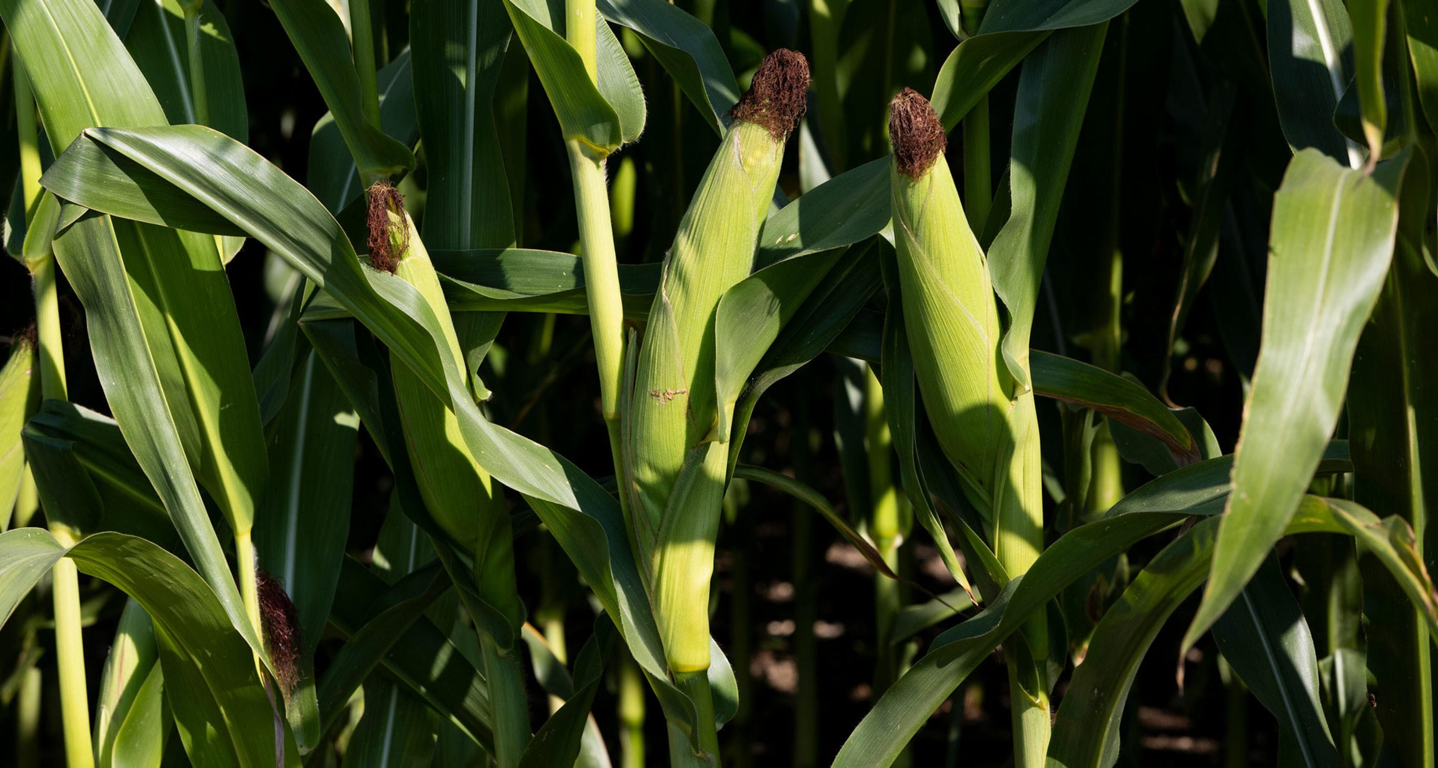 Grain corn seed - Limagrain Europe - silage / hybrid / suitable for dry ...