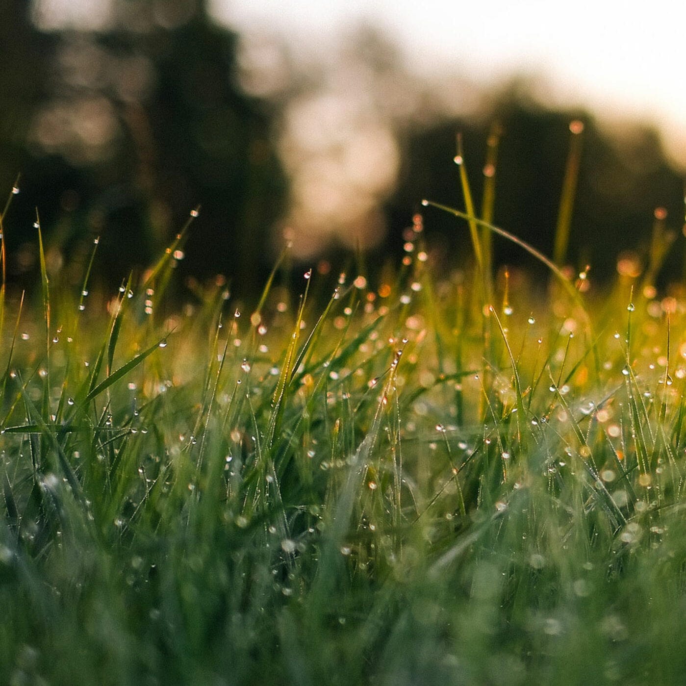 Alfalfa fodder - Limagrain Europe - for animal feed / for pasture