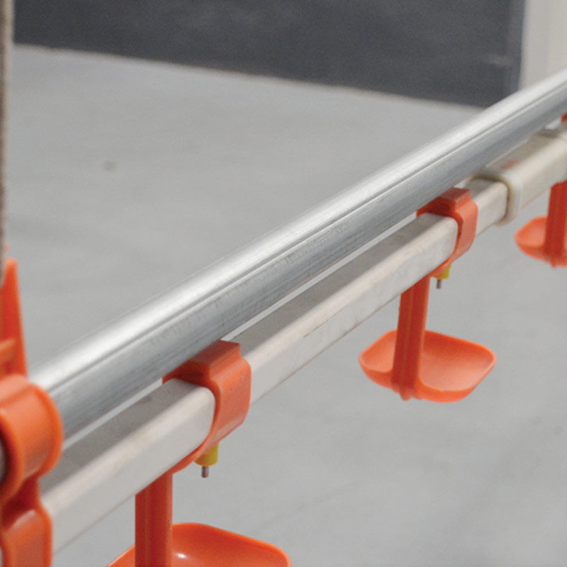 Poultry drinking system - Cangzhou Phoenix Breeding Equipment Co., Ltd ...