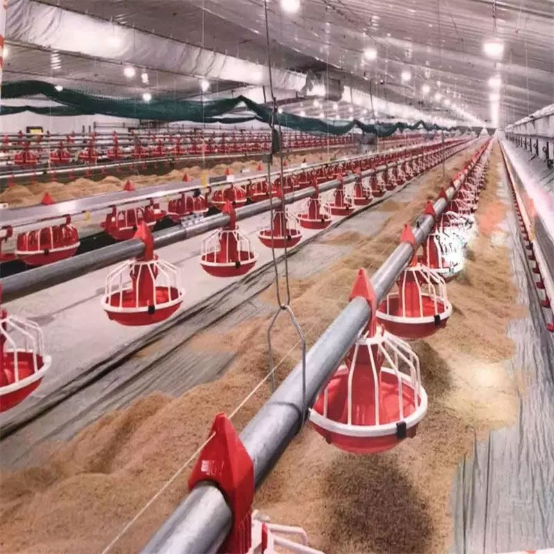 Feeding line with drinking line - Cangzhou Phoenix Breeding Equipment ...