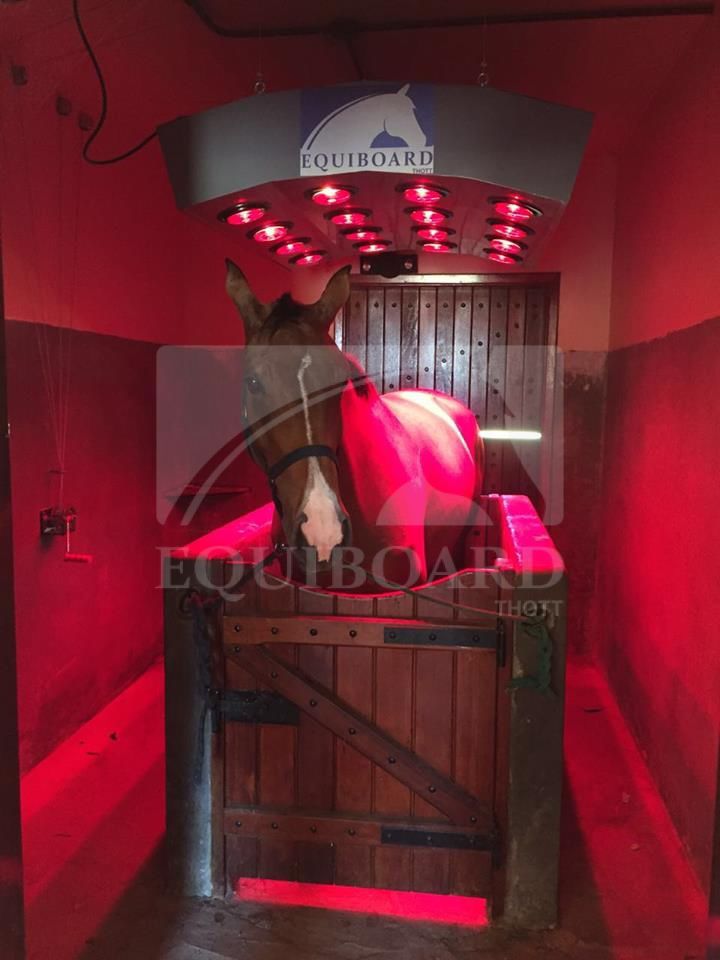 Horse solarium - EQUIBOARD