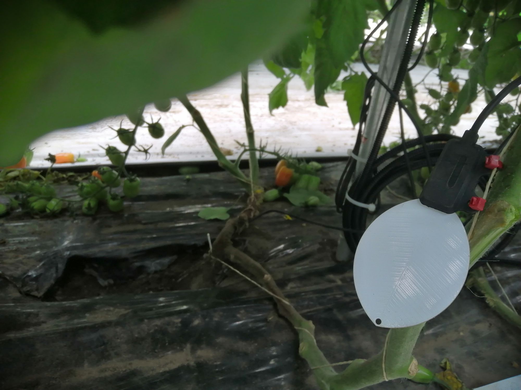 Chlorophyll fluorescence sensor - xLeaf - X-FARM
