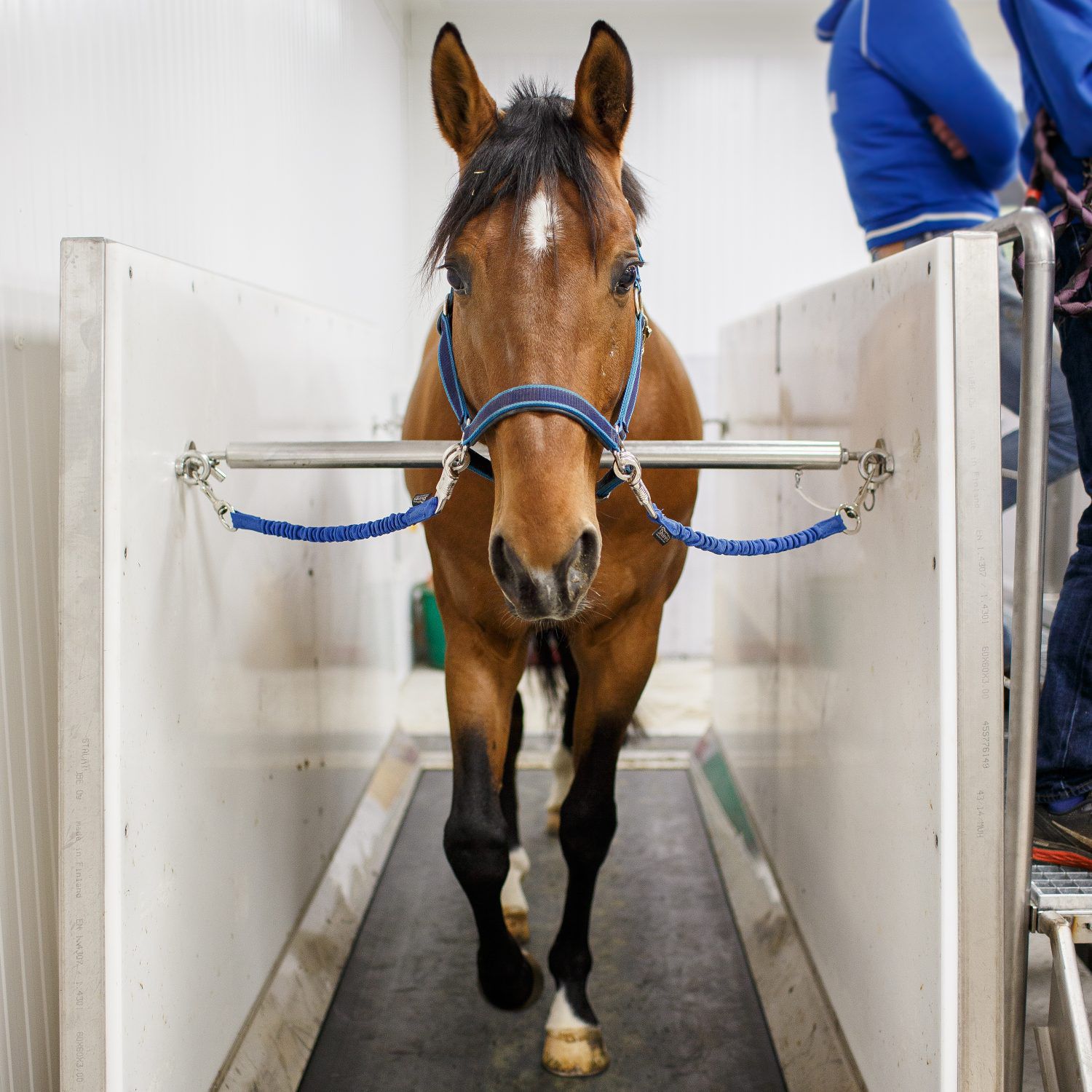 Dry equine treadmill - TrainerPro SS - FMBs Therapy Systems - walk