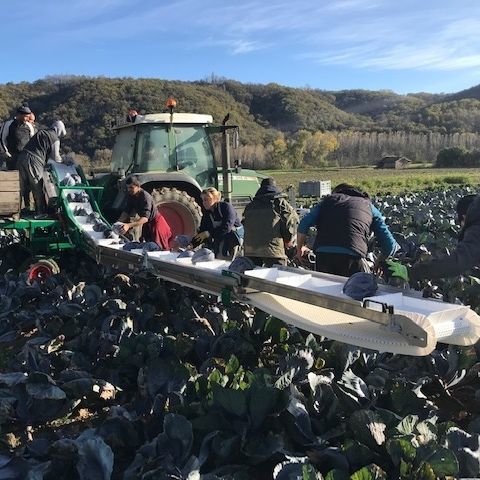 Vegetable harvesting belt - SUR PLATEFORME - DELECROIX SAS - fruit / 3 ...