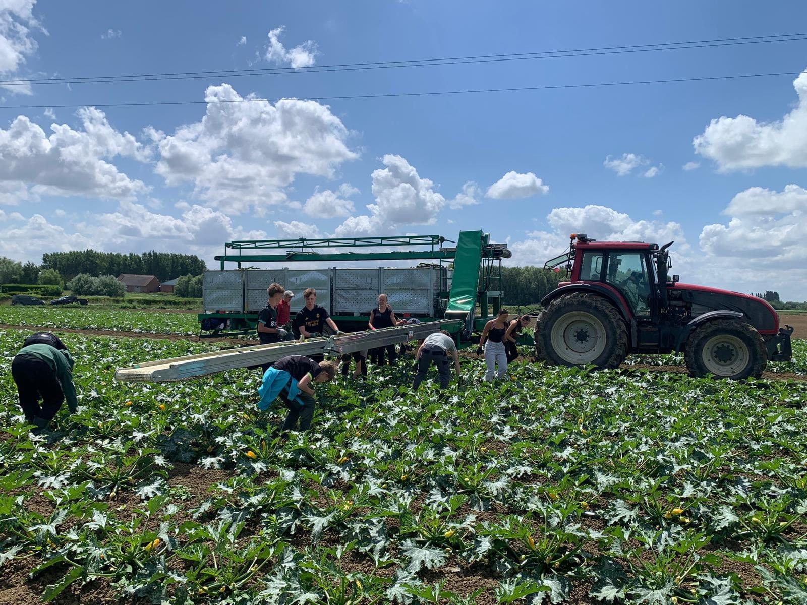 Vegetable harvester machine - DELECROIX SAS