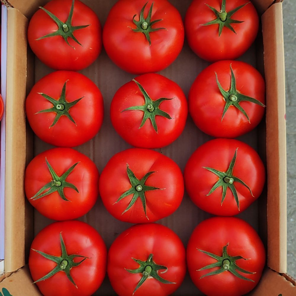 Red tomato seed - NARİSU - Manier Seeds - round / for greenhouse ...